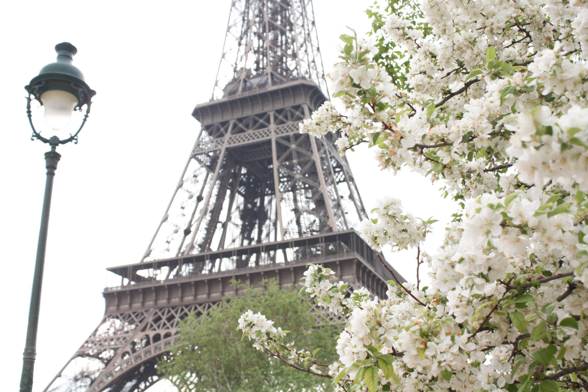 Where to See Paris in Bloom - Everyday Parisian