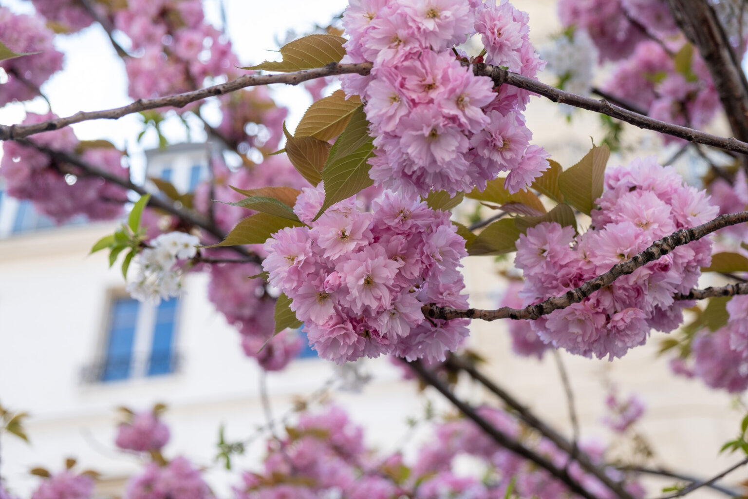 Where to See Paris in Bloom - Everyday Parisian