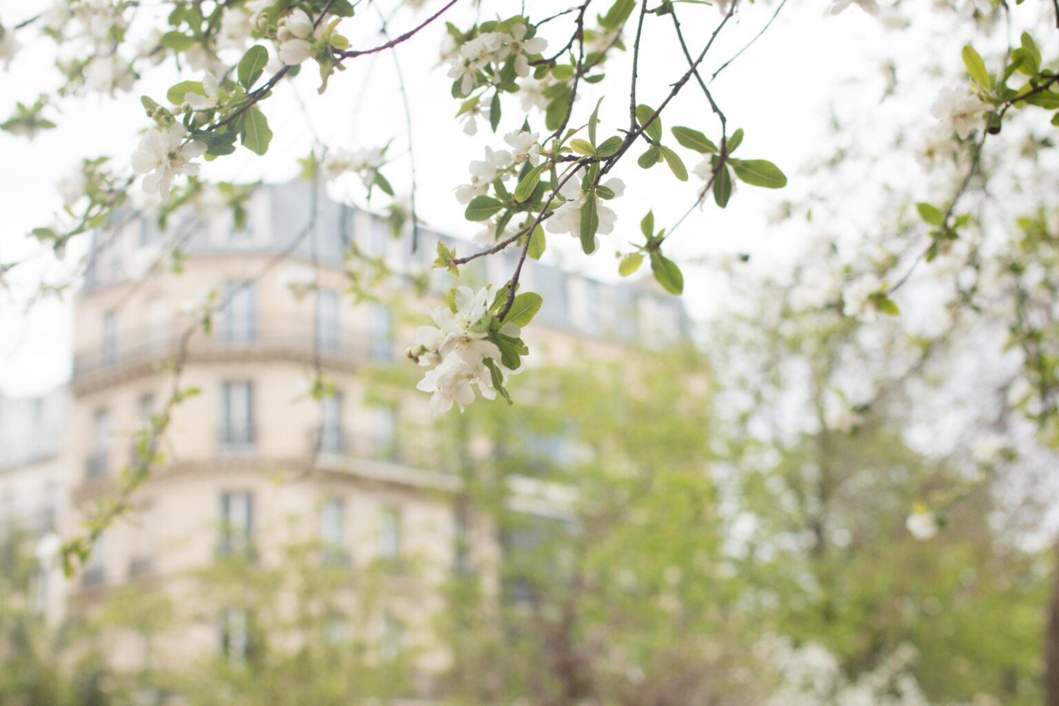 Where to See Paris in Bloom - Everyday Parisian