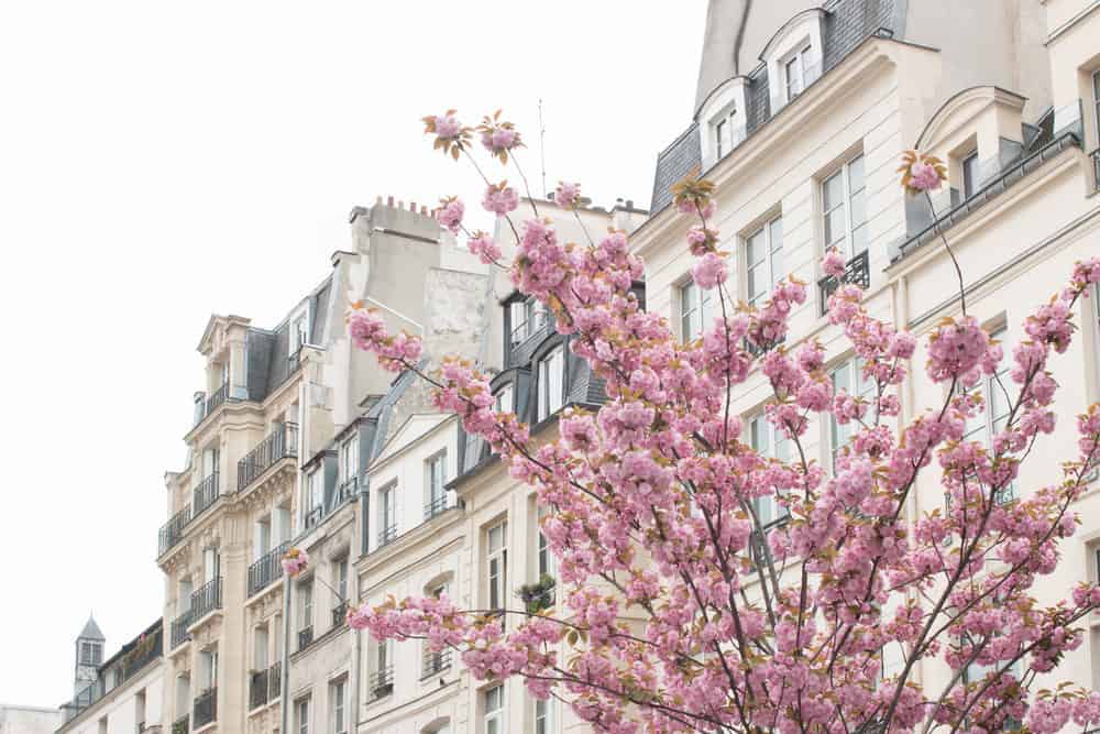 Where to See Paris in Bloom - Everyday Parisian